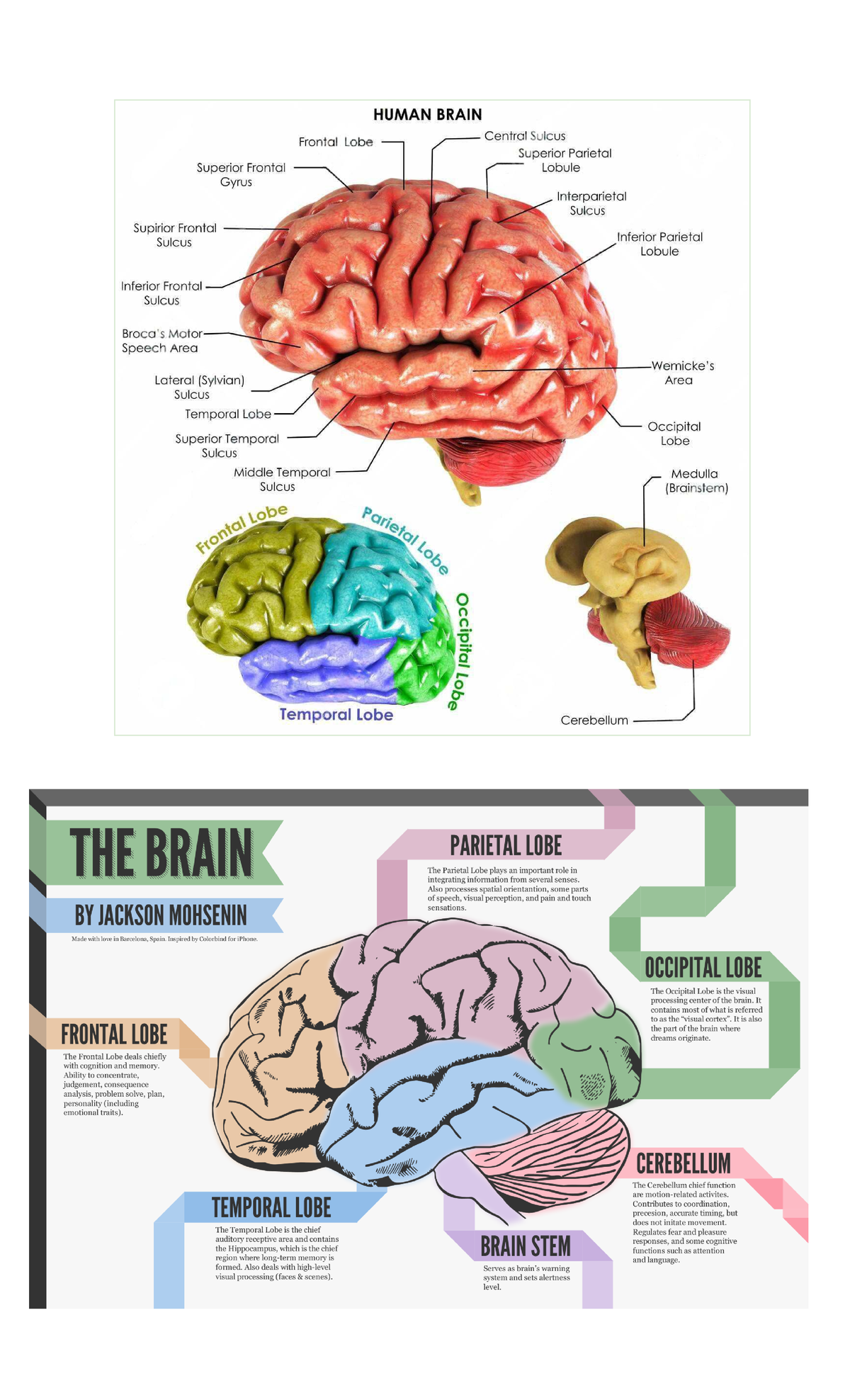 Human brain - nonee - HUMAN BRAIN Frontal Lobe Central Sulcus Superior ...