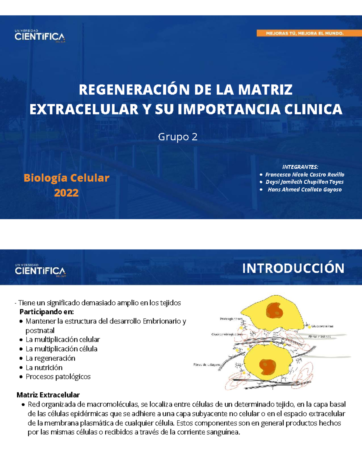 Regeneración de la Matriz Extracelular y su Importancia Clínica en ...