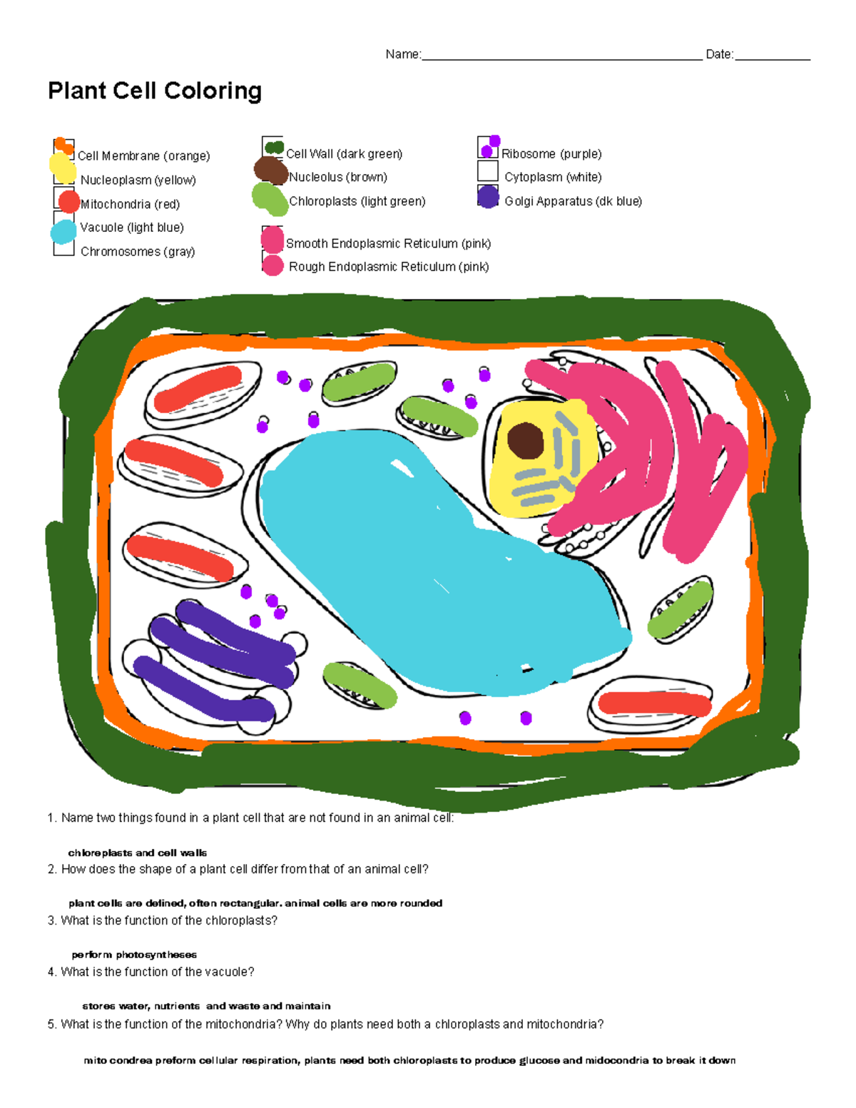 Plant And Animal Cell Coloring