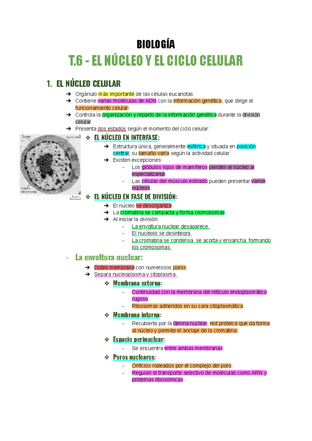 BIOLOGÍA T.6: EL NÚCLEO Y EL CICLO CELULAR - RESUMENES - Studocu