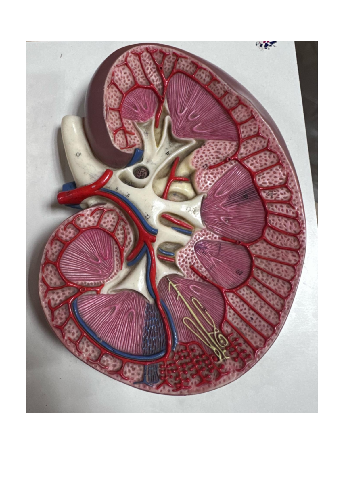 Final Exam Review: Anatomy and Physiology of the Renal System - Studocu
