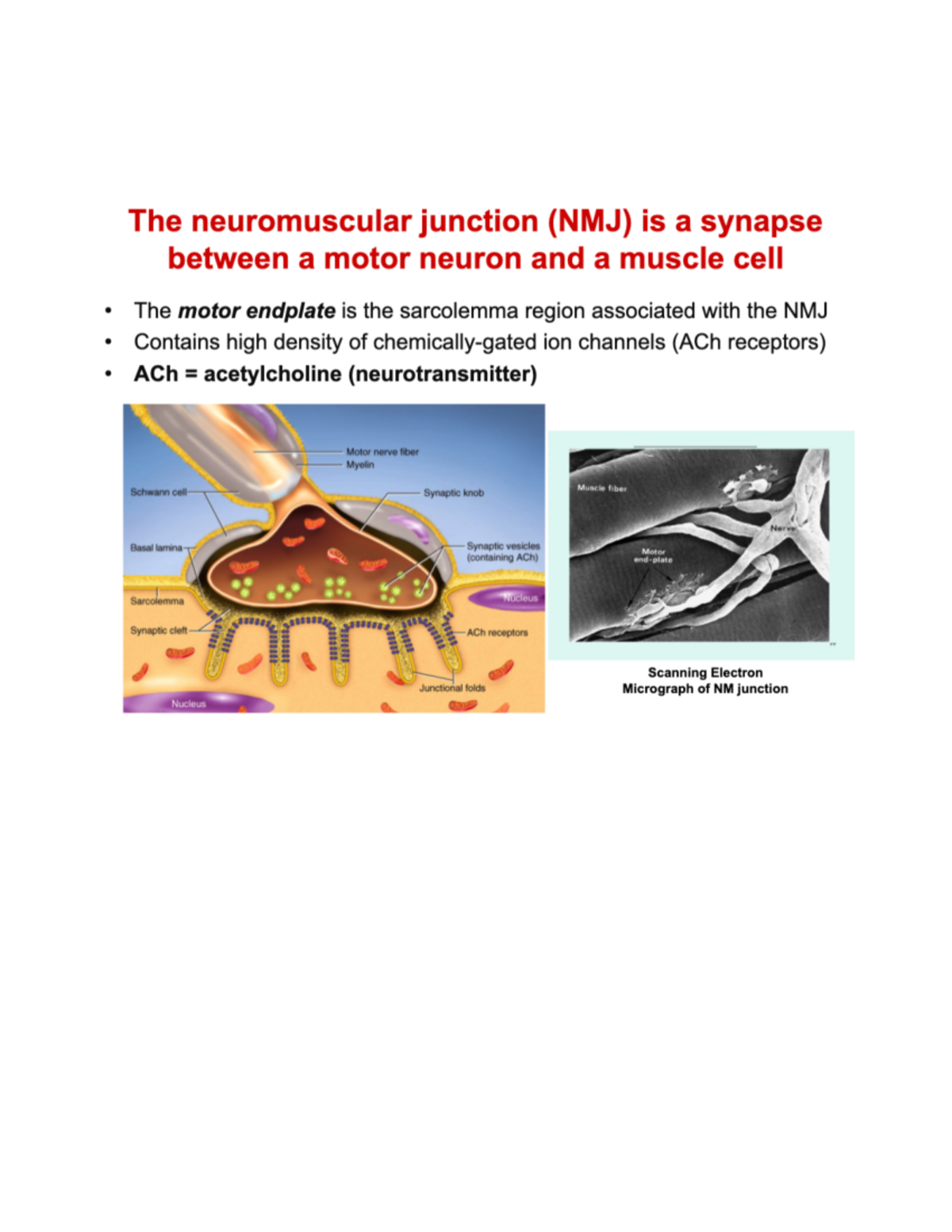 Bio161 ch 16 muscle contraction - The neuromuscular junction (NMJ) is a ...