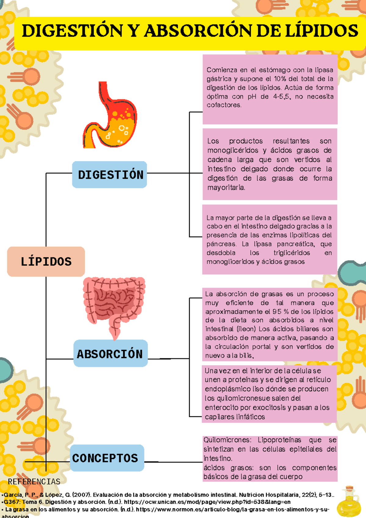 Digestión y absorción de lípidos: Conceptos y procesos clave - Studocu
