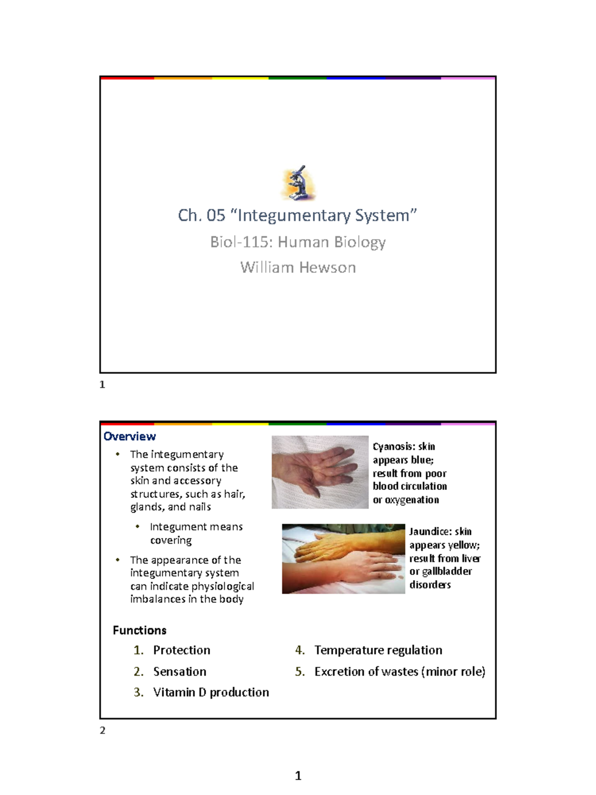 Bio 115 Ch. 05 Lecture Notes Summary: Integumentary System Insights ...