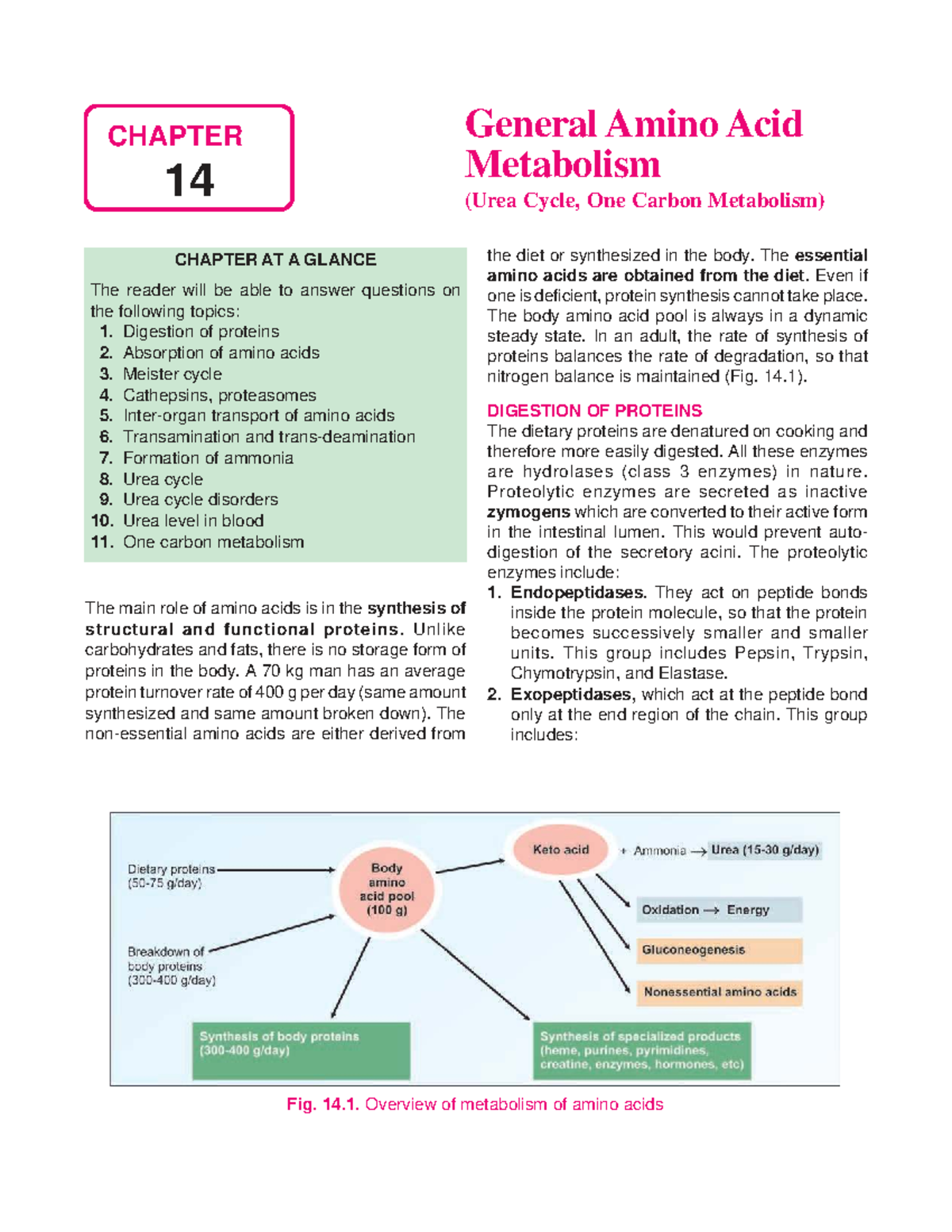 170 Biochemistry Textbook: General Amino Acid Metabolism (Urea Cycle ...