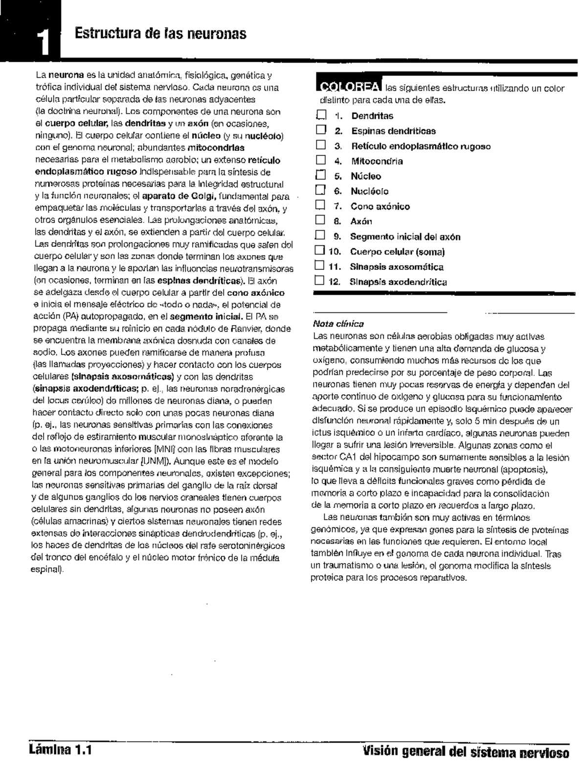 Netter 1.1 Estructura de las Neuronas - Guía de Dibujo e Información ...