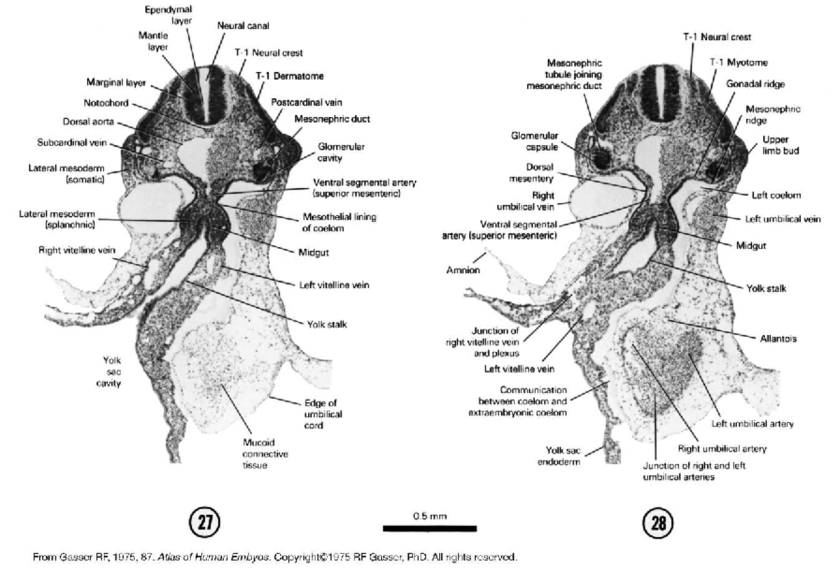 Neural Development Overview: Gasser Fig5-19gs Analysis - Studocu