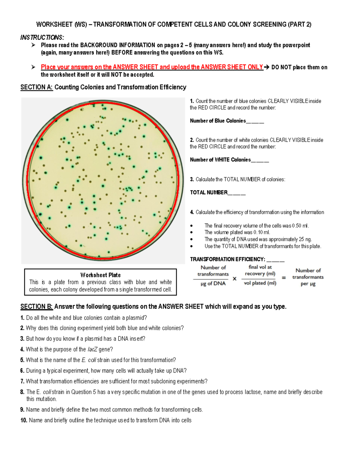 Transformation Worksheet 2: Competent Cells & Colony Screening - Studocu