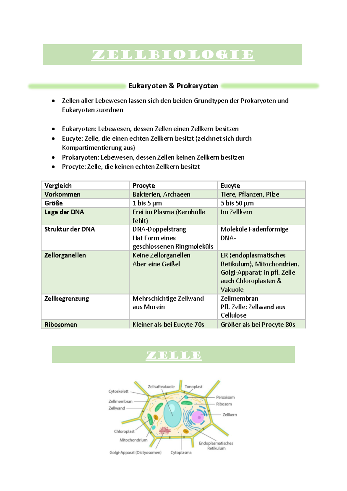 Zellbiologie Lernblatt - Eukaryoten & Prokaryoten • Zellen aller Lebewesen lassen sich den - Studocu