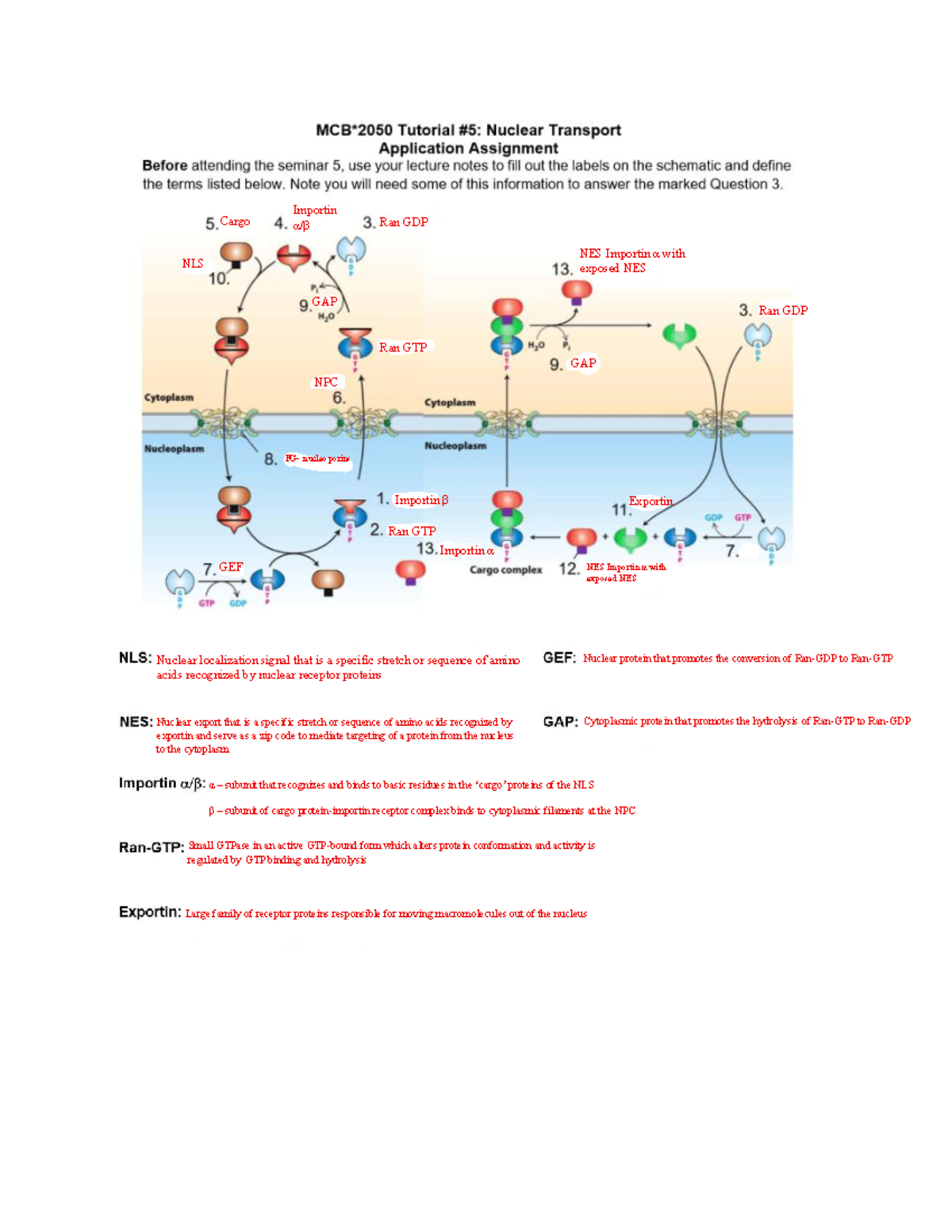 MCB 2050 Seminar 5: Cargo Import and Nuclear Transport Mechanisms - Studocu