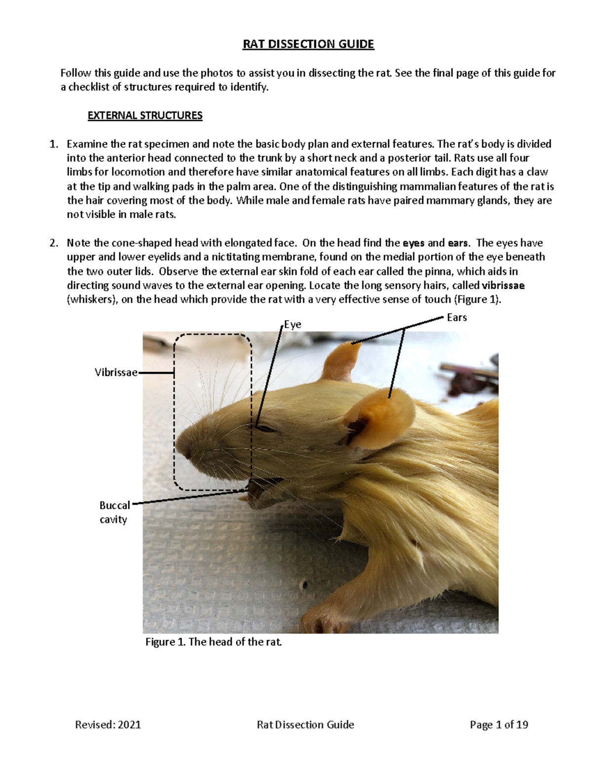 Rat Dissection Guide - RAT DISSECTION GUIDE Follow this guide and use ...