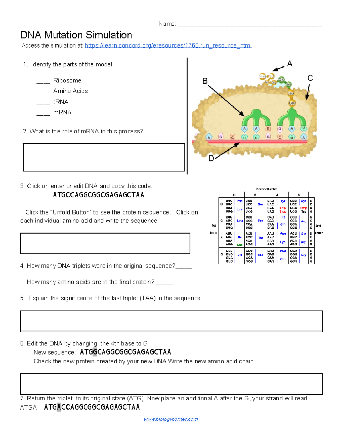 DNA Mutation Simulation Worksheet - Name ...
