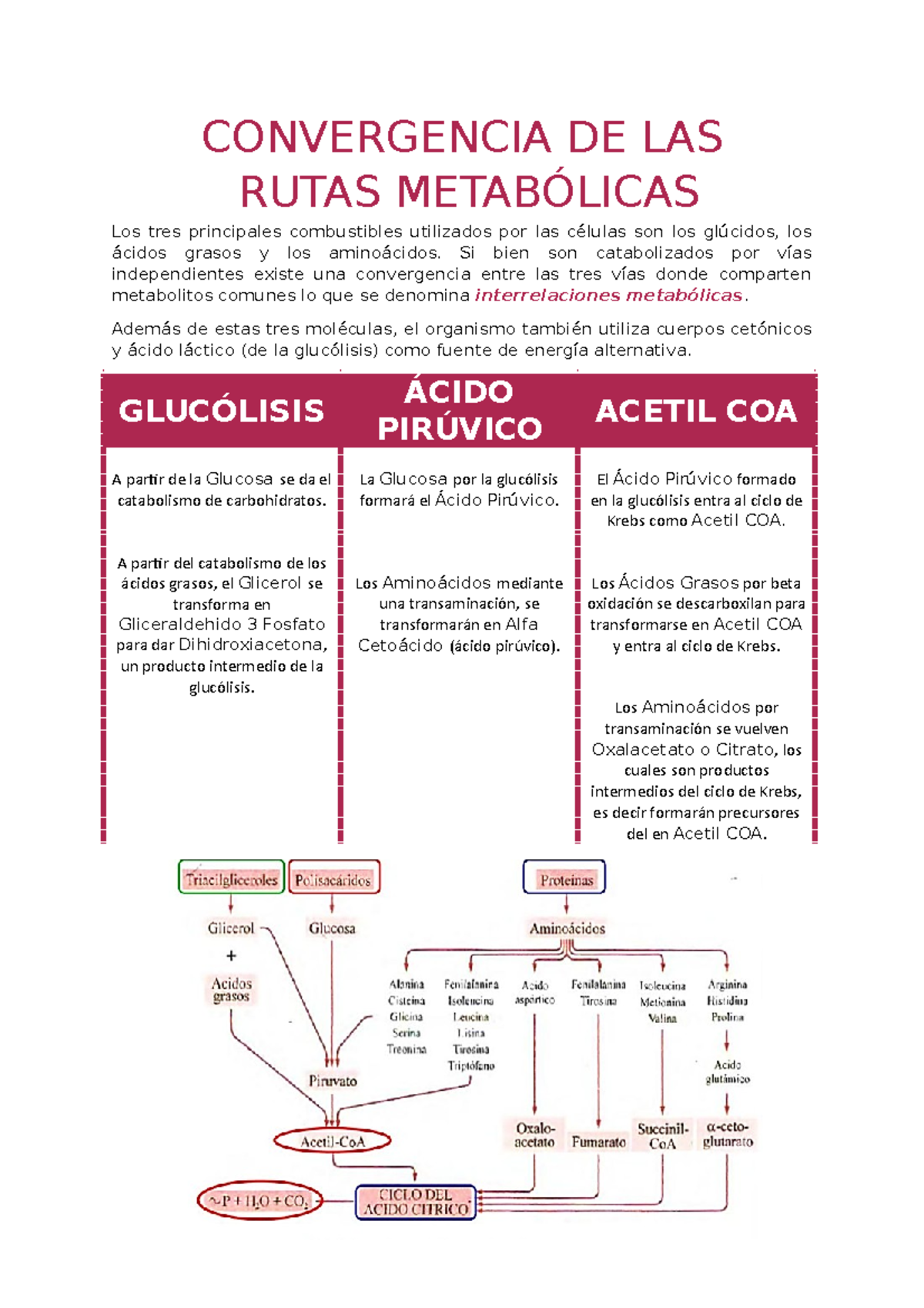 Convergencia DE LAS Rutas Metabolicas - CONVERGENCIA DE LAS RUTAS METABÓLICAS Los tres ...