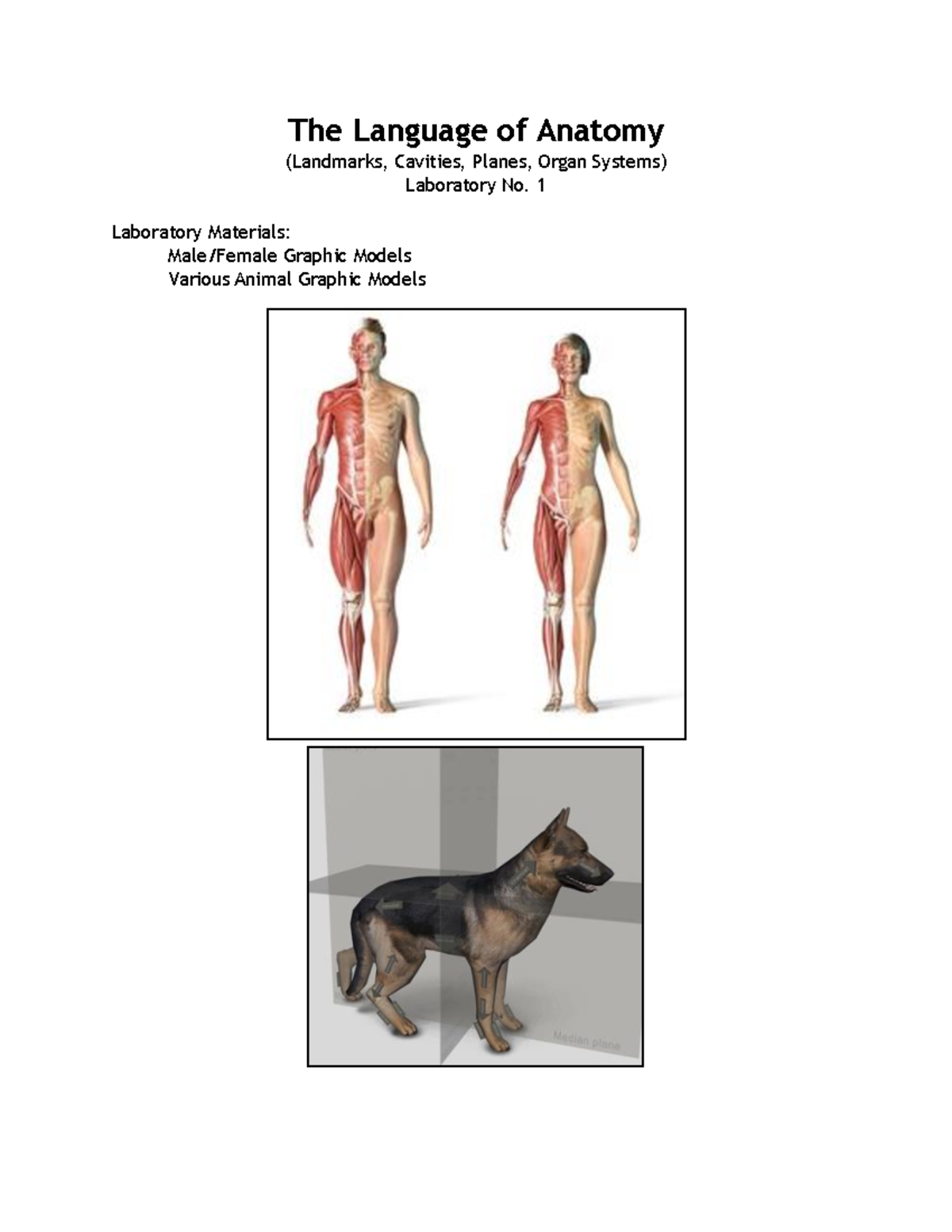 Lab 1: Understanding Anatomical Language and Body Systems - Studocu