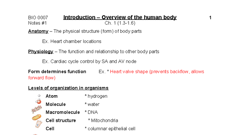 AP1 Notes Intro to Human Body - Ch. 1 Overview and Anatomy - Studocu