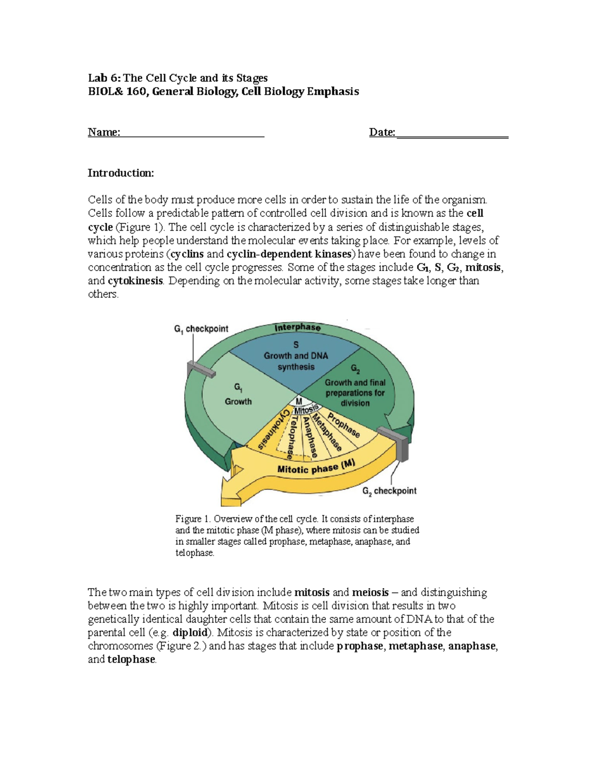 Lab 6: Analyzing the Cell Cycle Stages in BIOL& 160 Laboratory - Studocu