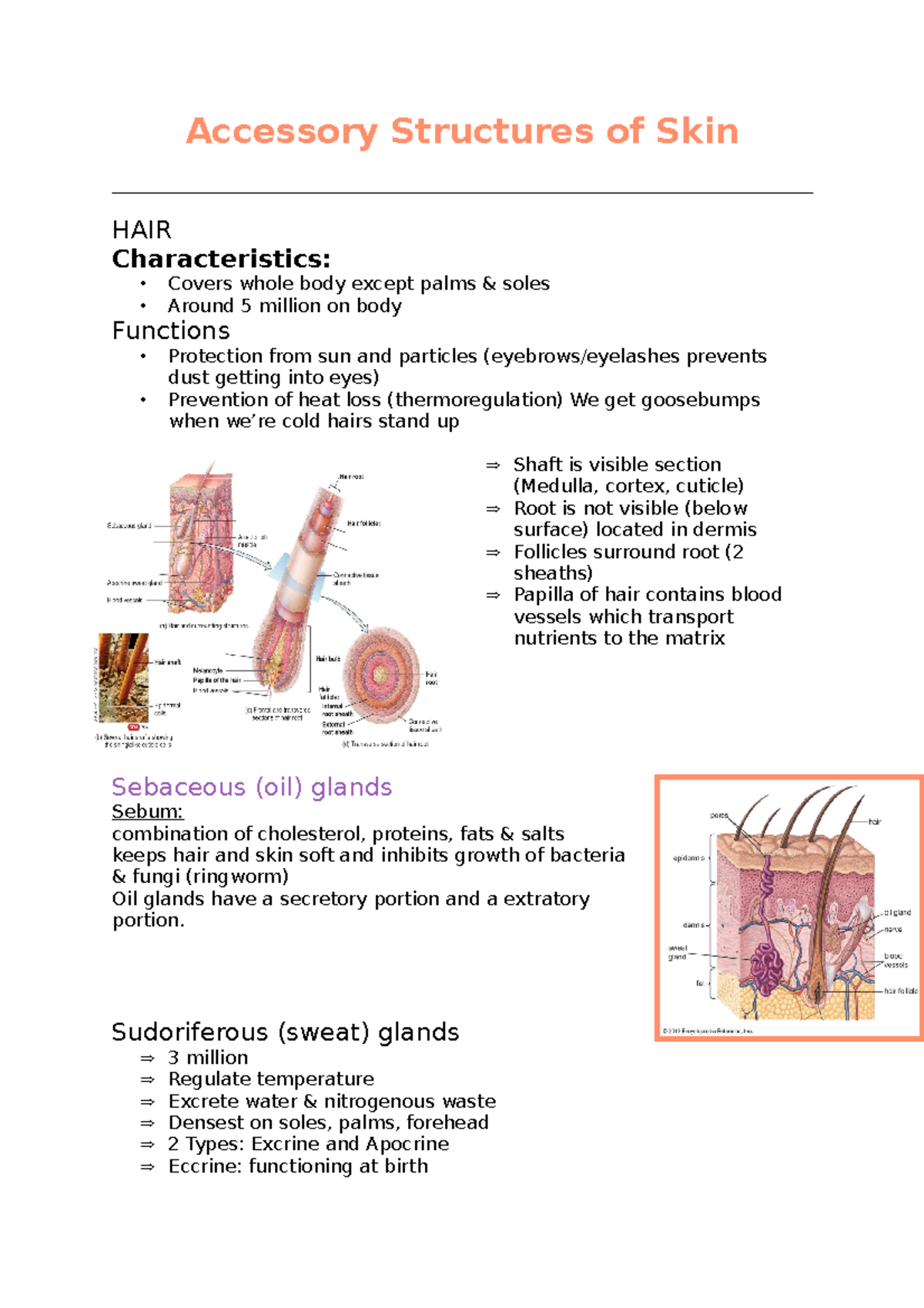 Accessory Structures of Skin - Accessory Structures of Skin HAIR ...