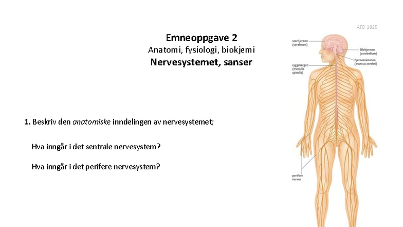 AFB 2025 Emneoppgave 2: Nervesystemet og Sanser - Anatomiske og ...