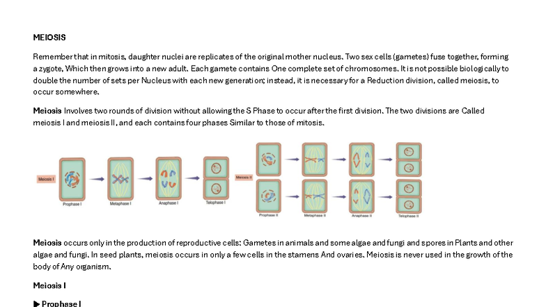 Meiosis: Detailed Overview of Meiosis I & II Processes - Studocu