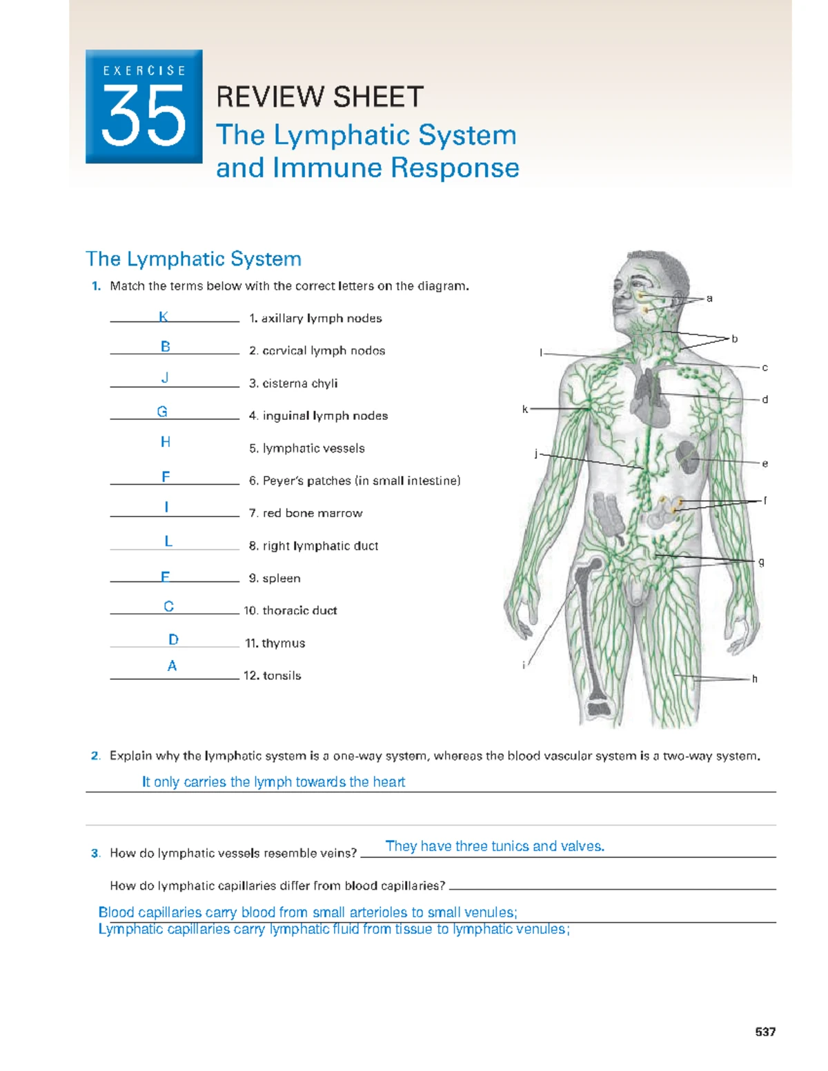 Lab Exercise 25: Digestive System Anatomy and Functions - Studocu
