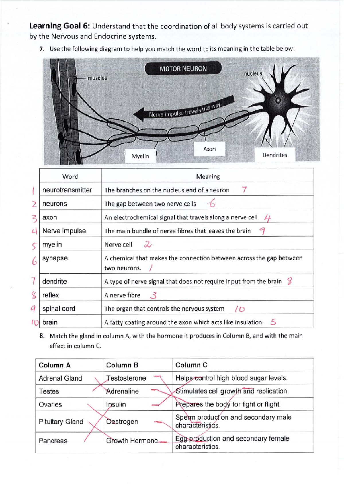 2021 Revision Sheet 2: Nervous & Endocrine Systems Overview - Studocu