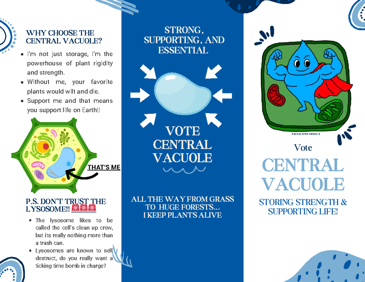 Central Vacuole Pamphlet: The Powerhouse of Plant Life - Studocu