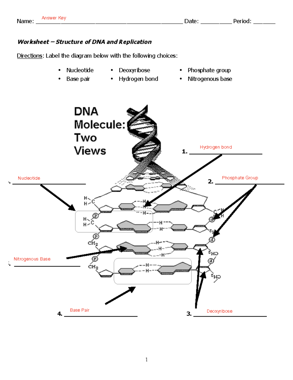 Worksheet dna structure and replication answer key - Name: - Studocu