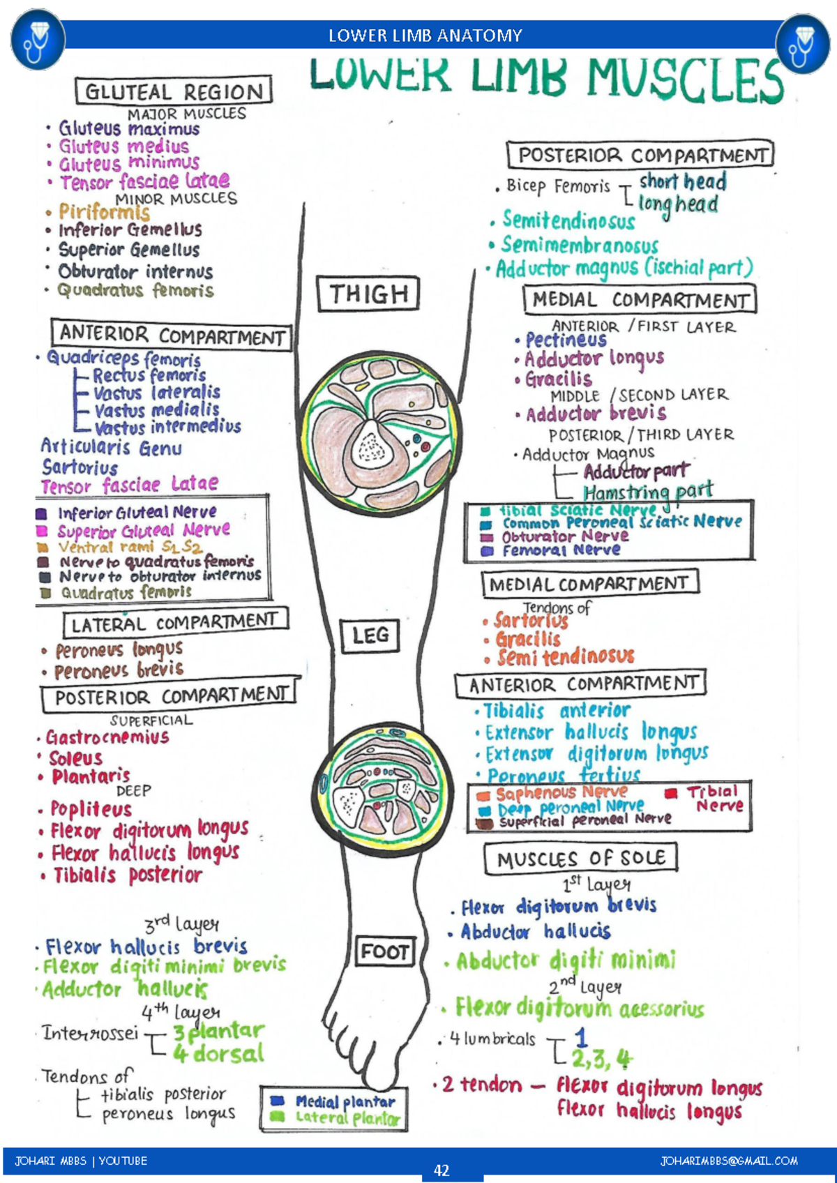 MBBS 101: Lower Limb Anatomy Overview and Clinical Insights - Studocu