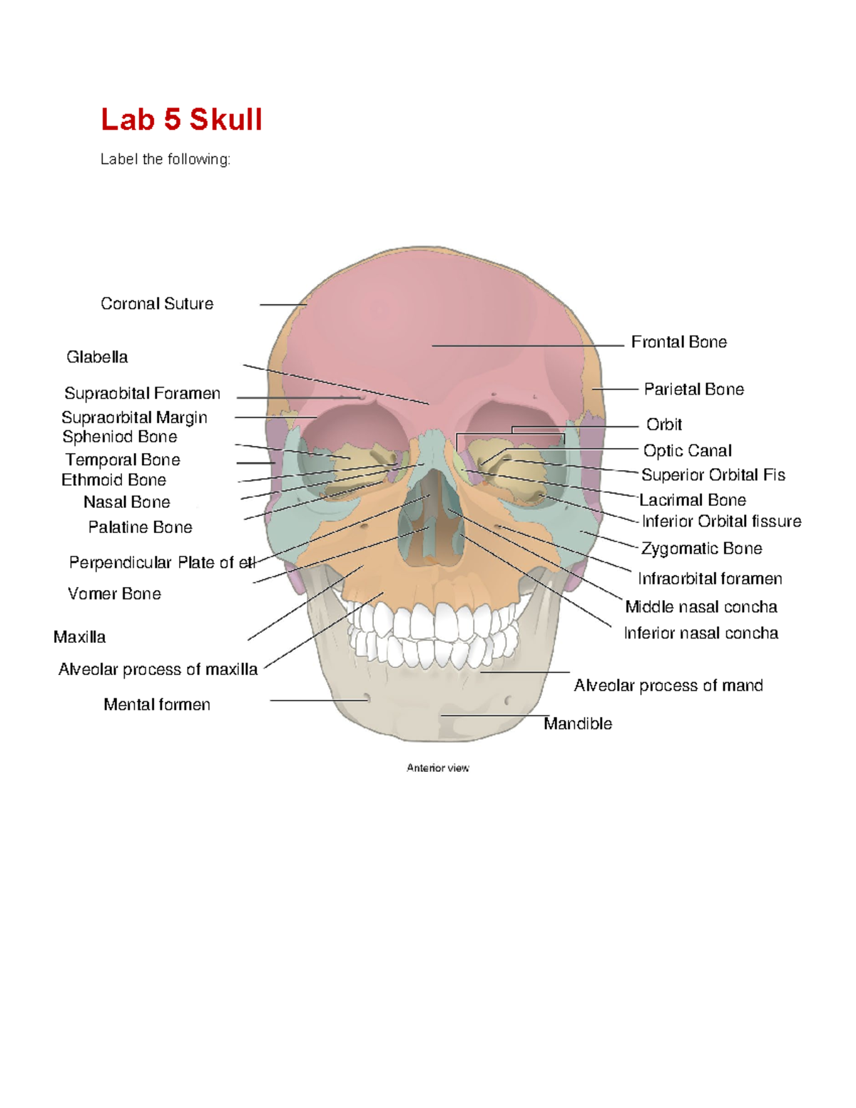 Lab 5: Fillable Skull Diagram Worksheet - Studocu