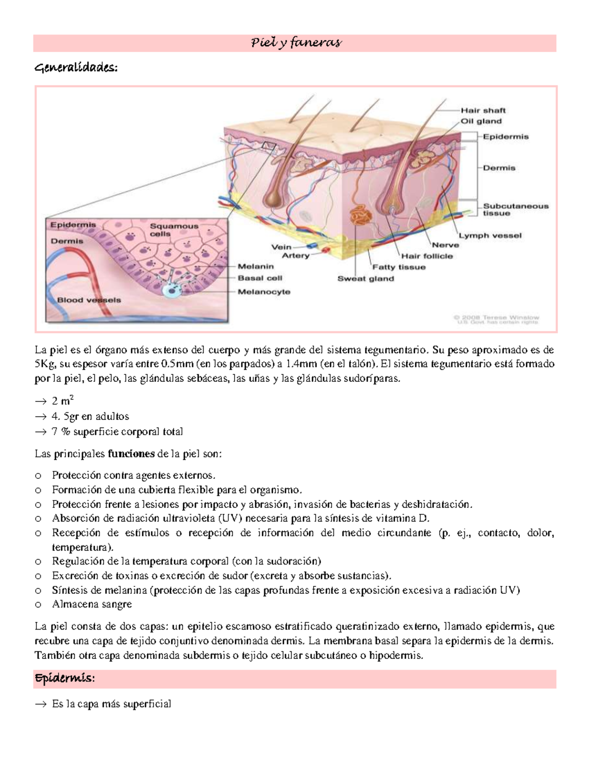 Estudio sobre la Piel y Faneras: Generalidades y Receptores Cutáneos ...