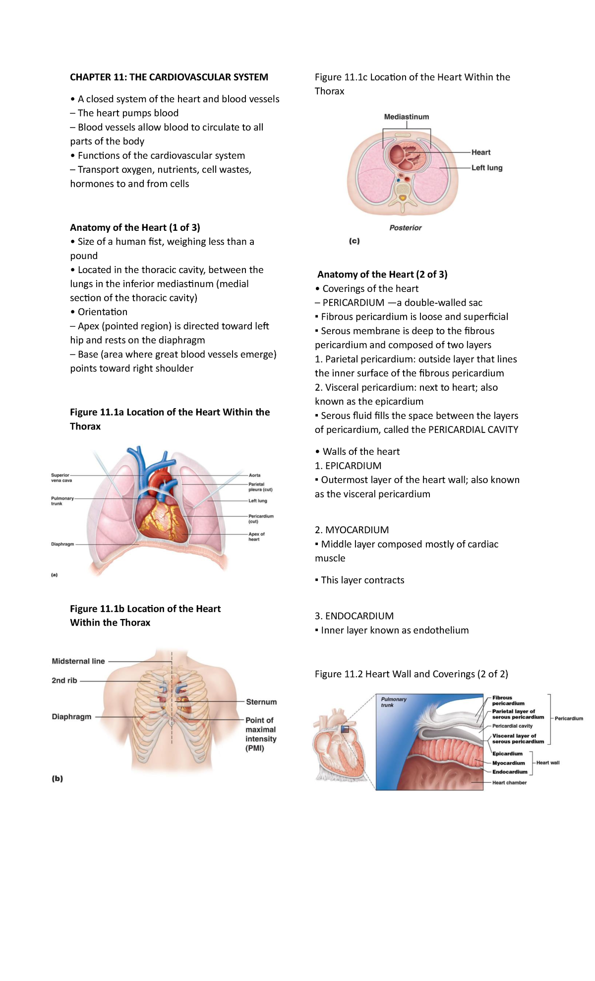Cardiovascular System Overview: Anatomy & Physiology (CH11) - Studocu