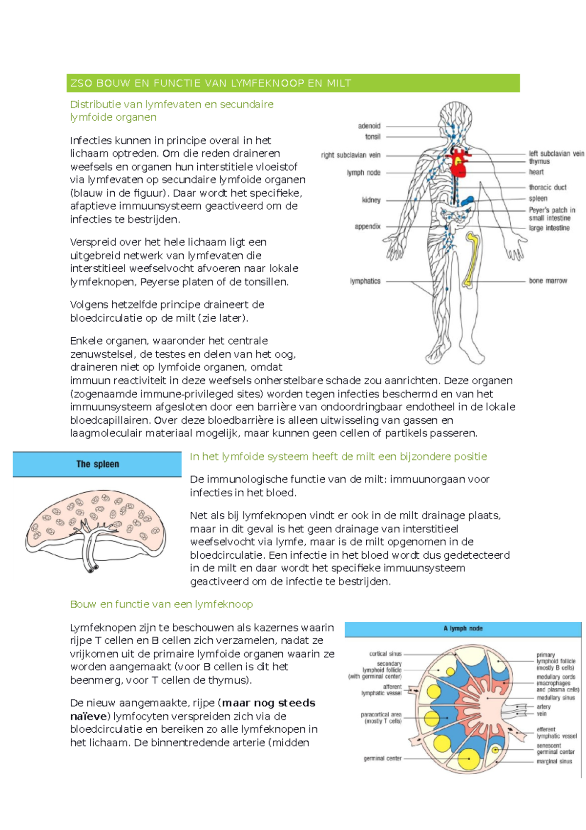 ZSO Bouw en Functie van Lymfeknoop en Milt: Een Diepgaande Analyse - Studeersnel