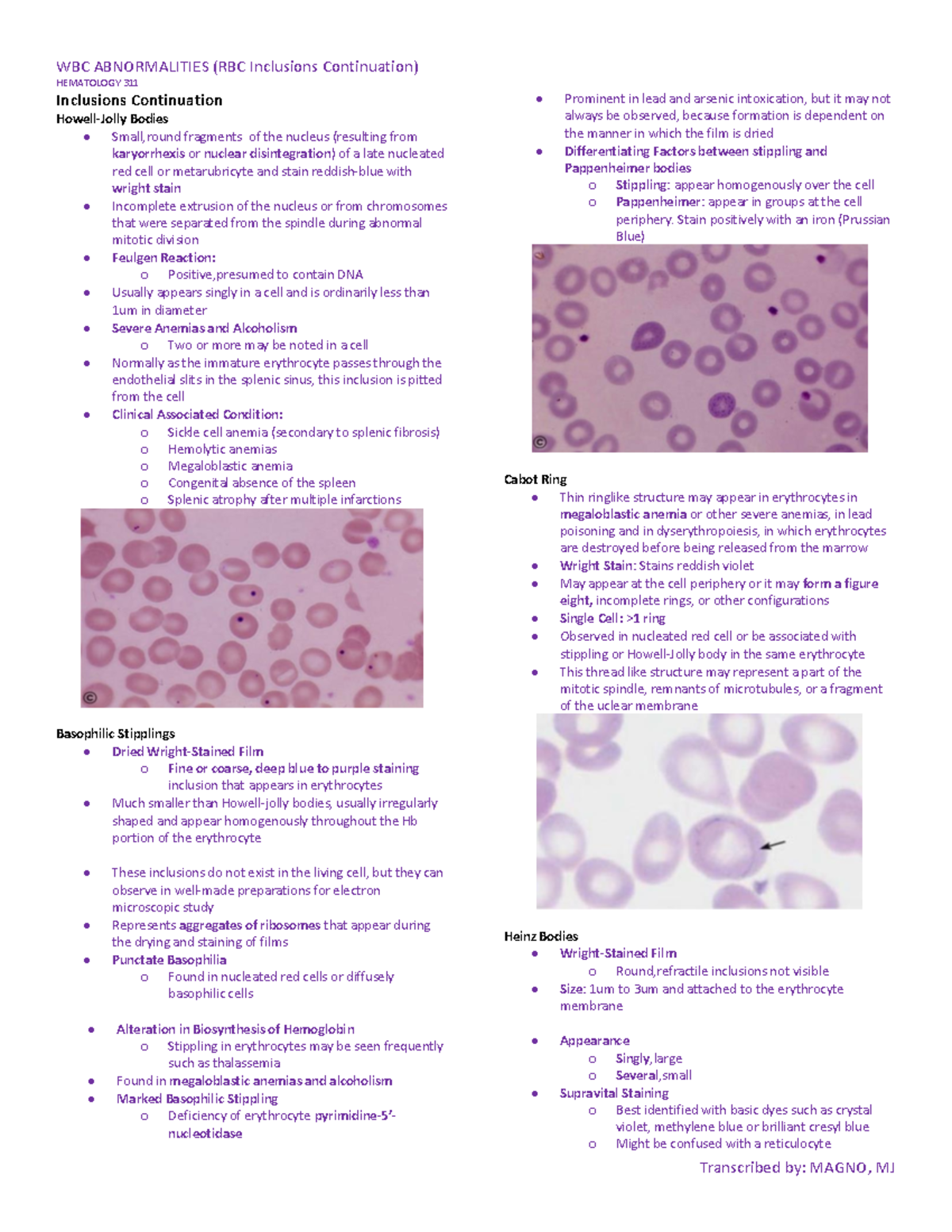 WBC Abnormalities & RBC Inclusions: HEMATOLOGY 311 Overview - Studocu