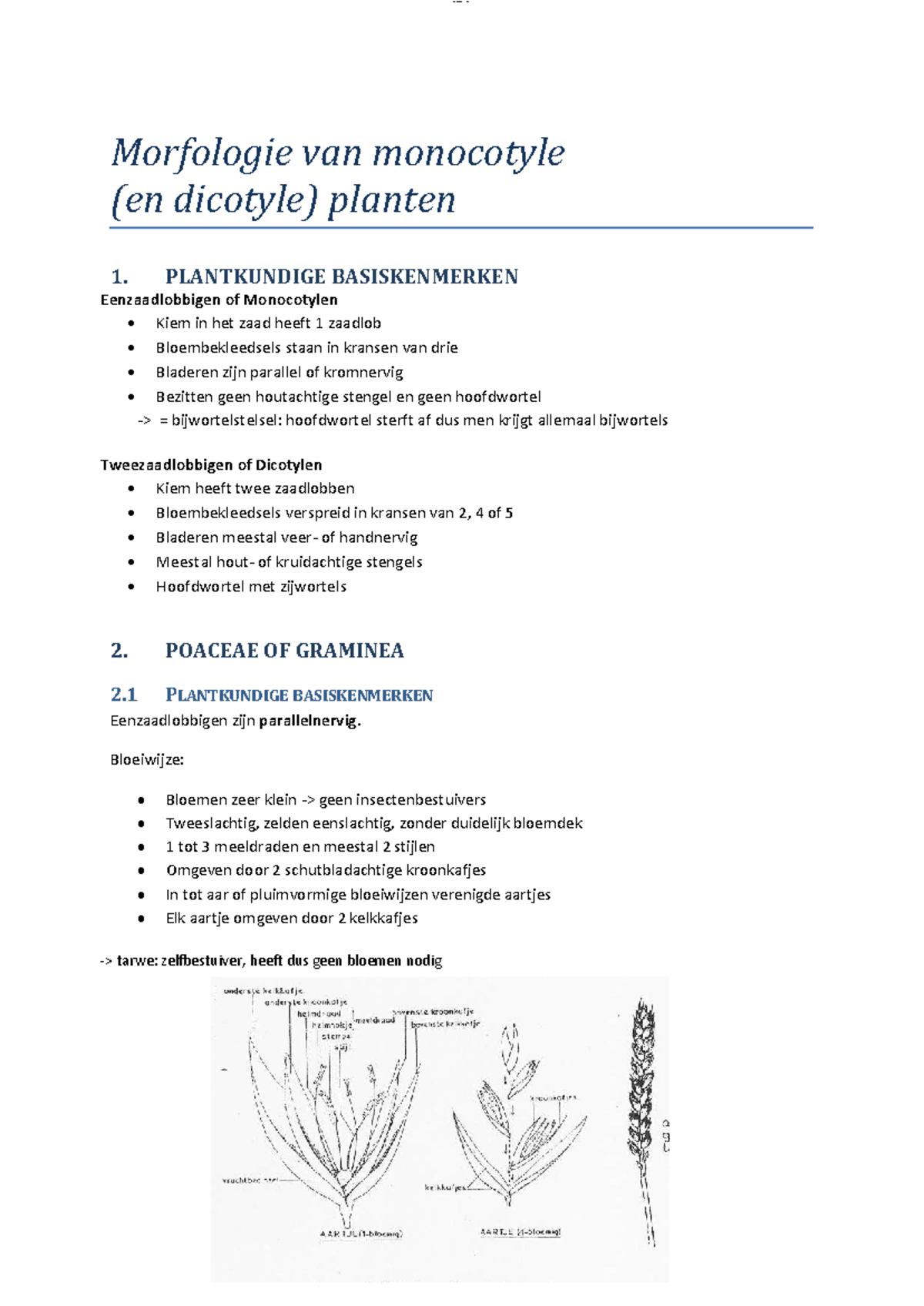 Plantkunde mono- en dicotylen - Morfologie van monocotyle (en dicotyle ...