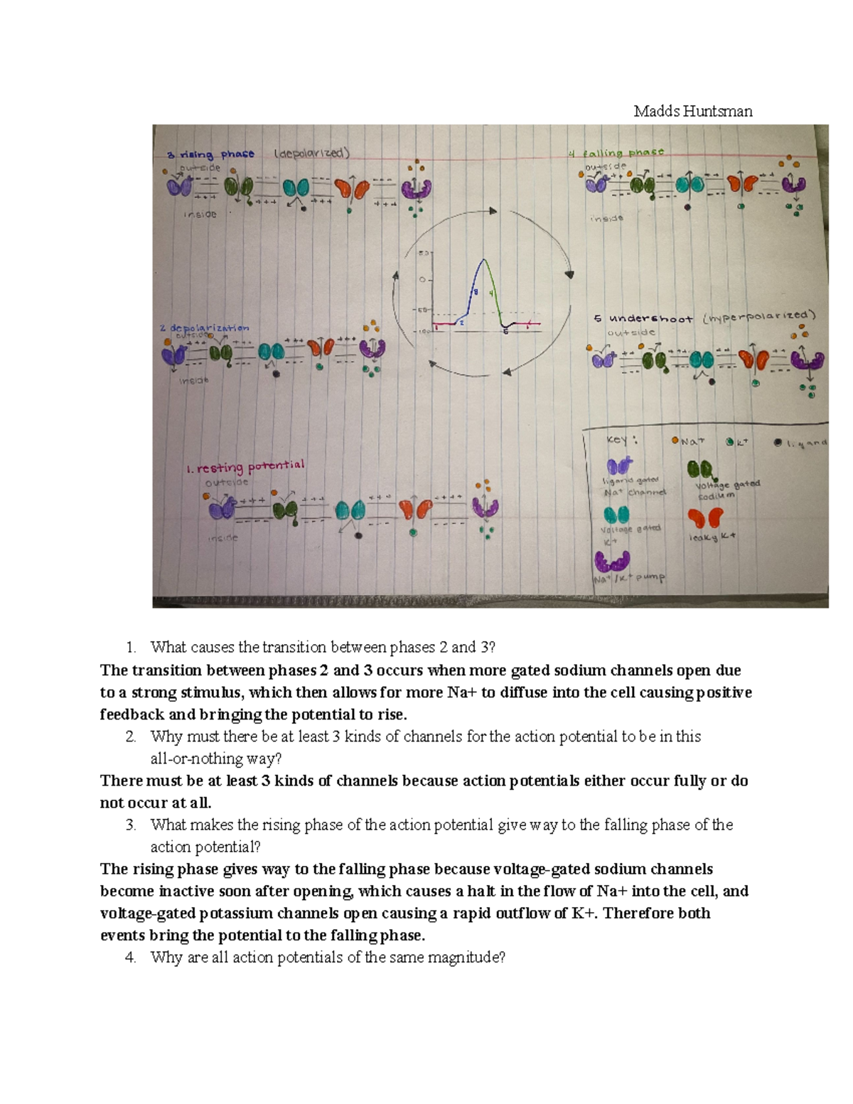 Neuroscience 101: Action Potentials - Transition Phases Explained - Studocu