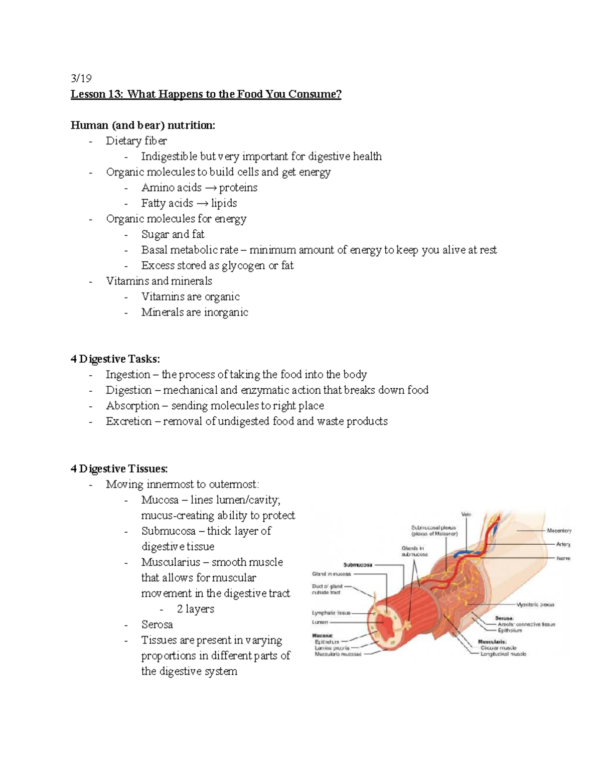BIOL 1106 Lecture Notes: Digestive System & Nutrition Overview - Studocu
