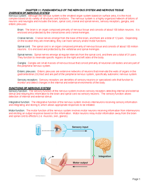 Body regions handout - Activity 1: Locating Body regions Label the ...