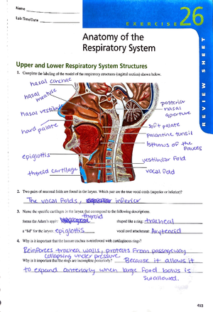 Nervous System Functions and Structure: A Comprehensive Guide - The ...