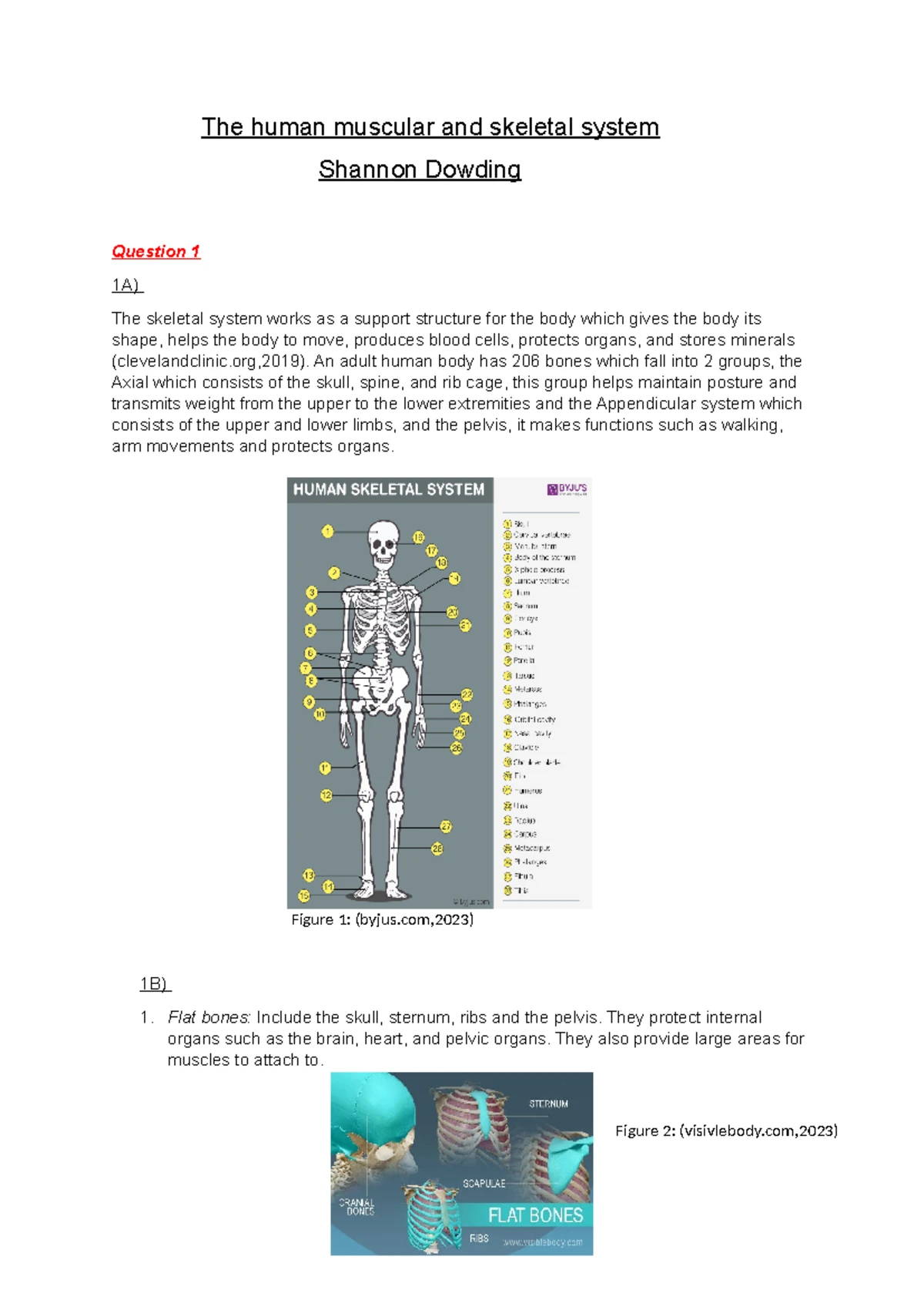 Unit 11 Final Exam Study Guide: Human Muscular & Skeletal Systems - Studocu