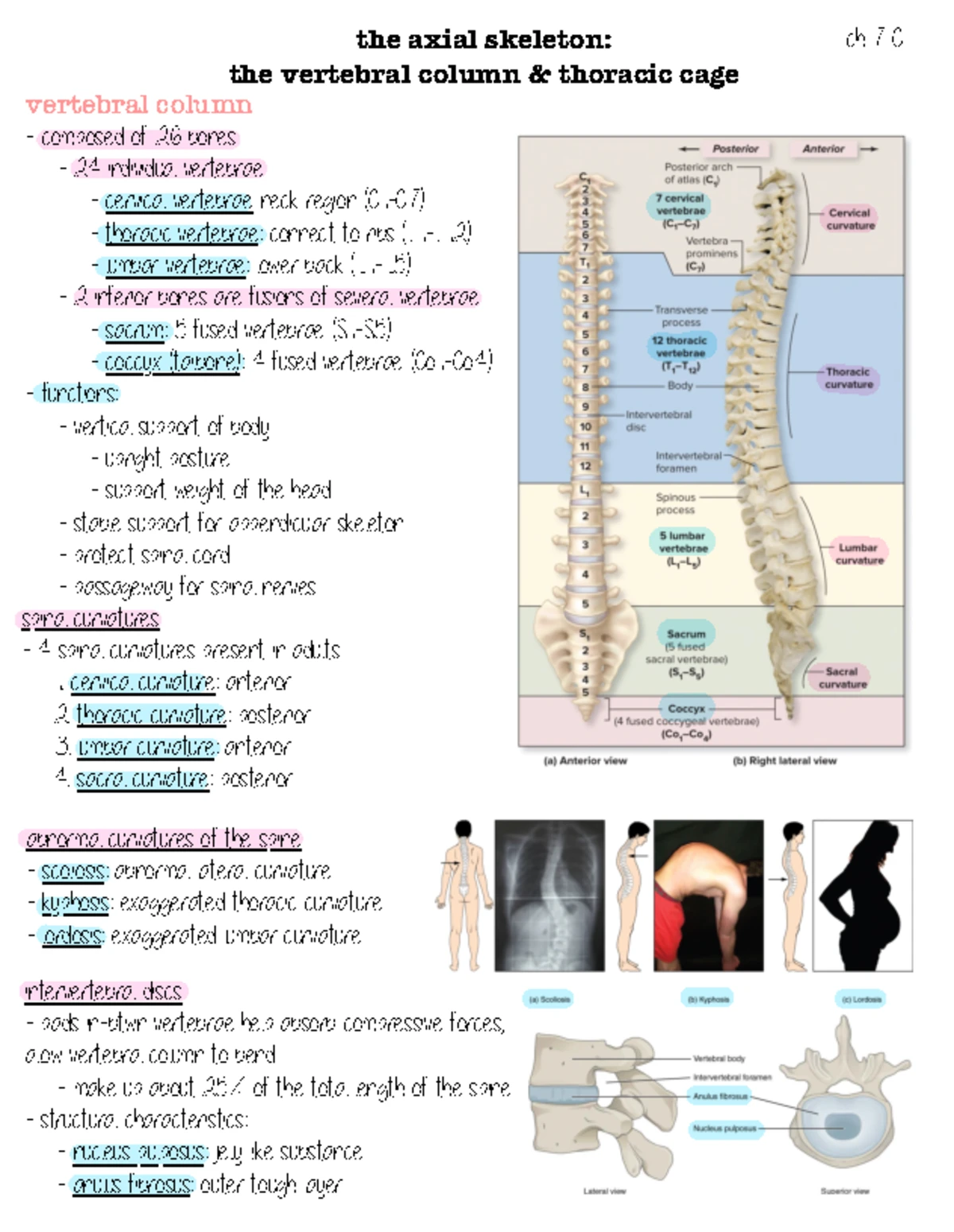 Comprehensive Guide to Thoracic Anatomy: Structure and Function ...