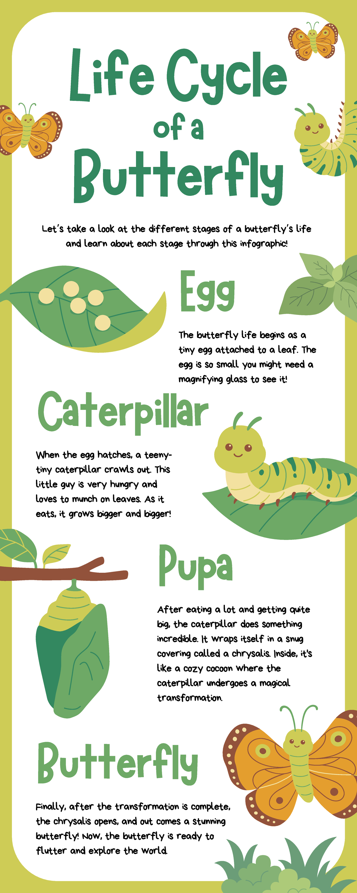 Life Cycle of A Butterfly Infographic in Green White Illustrative Style ...