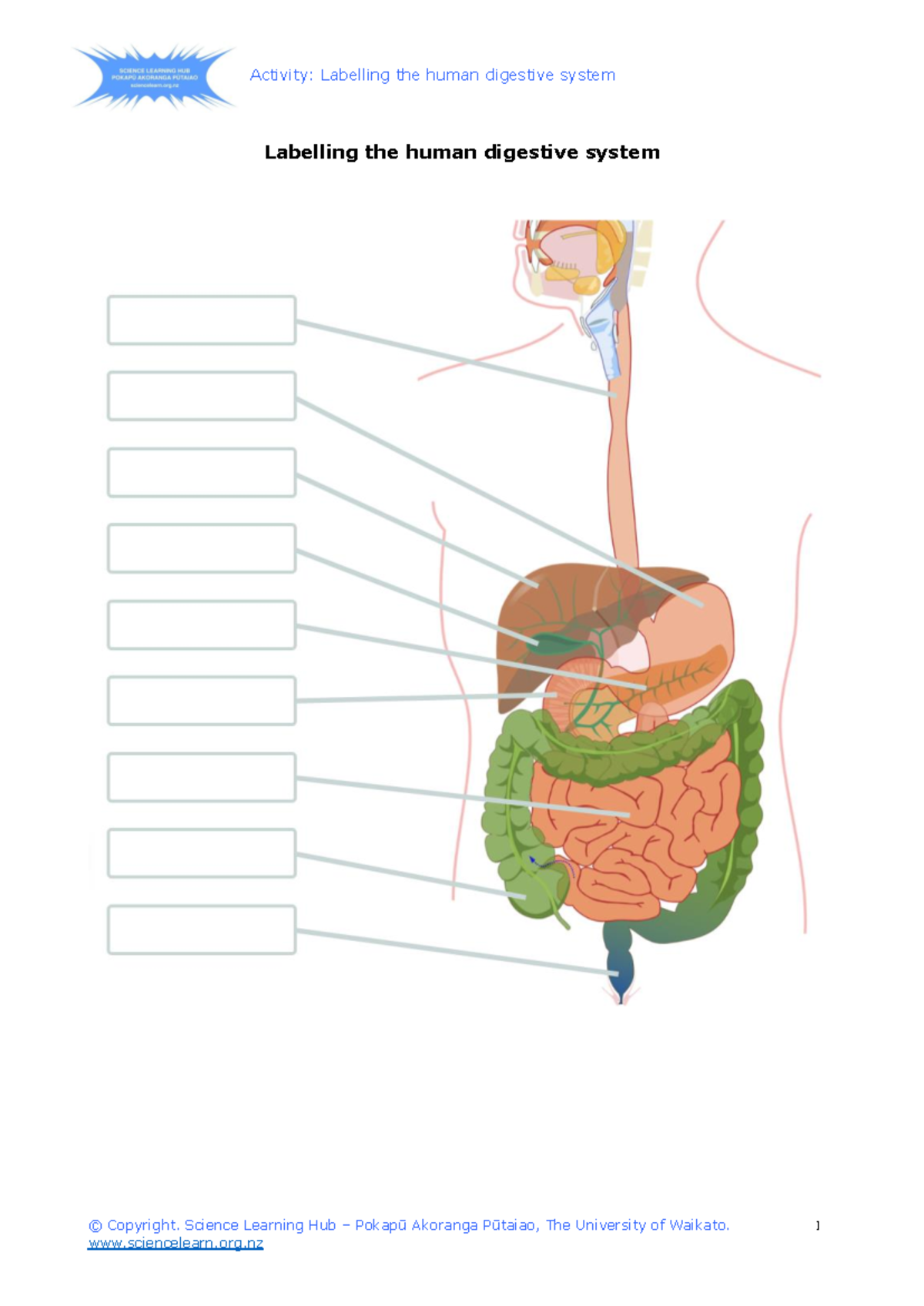 Label the human digestive system download - Activity: Labelling the ...
