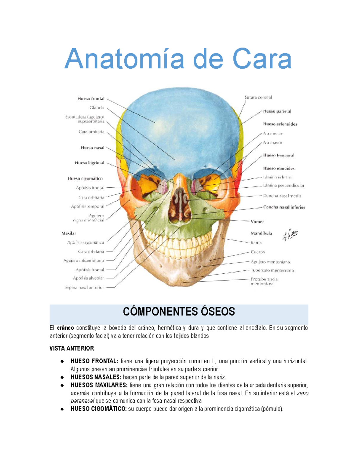 Anatomía de la Cara: Resumen de Componentes y Músculos Faciales - Studocu