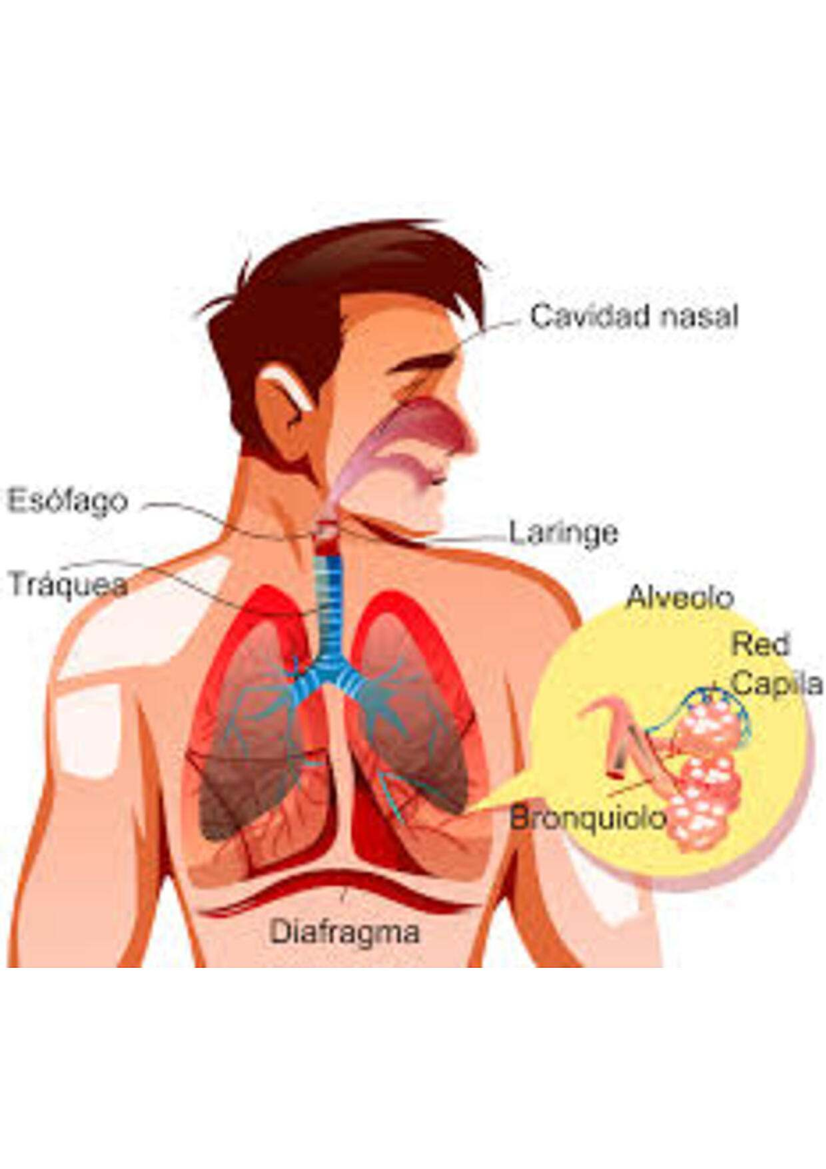 Sis res - Sistema respiratorio - Estructura y Función - Cavidad nasal ...
