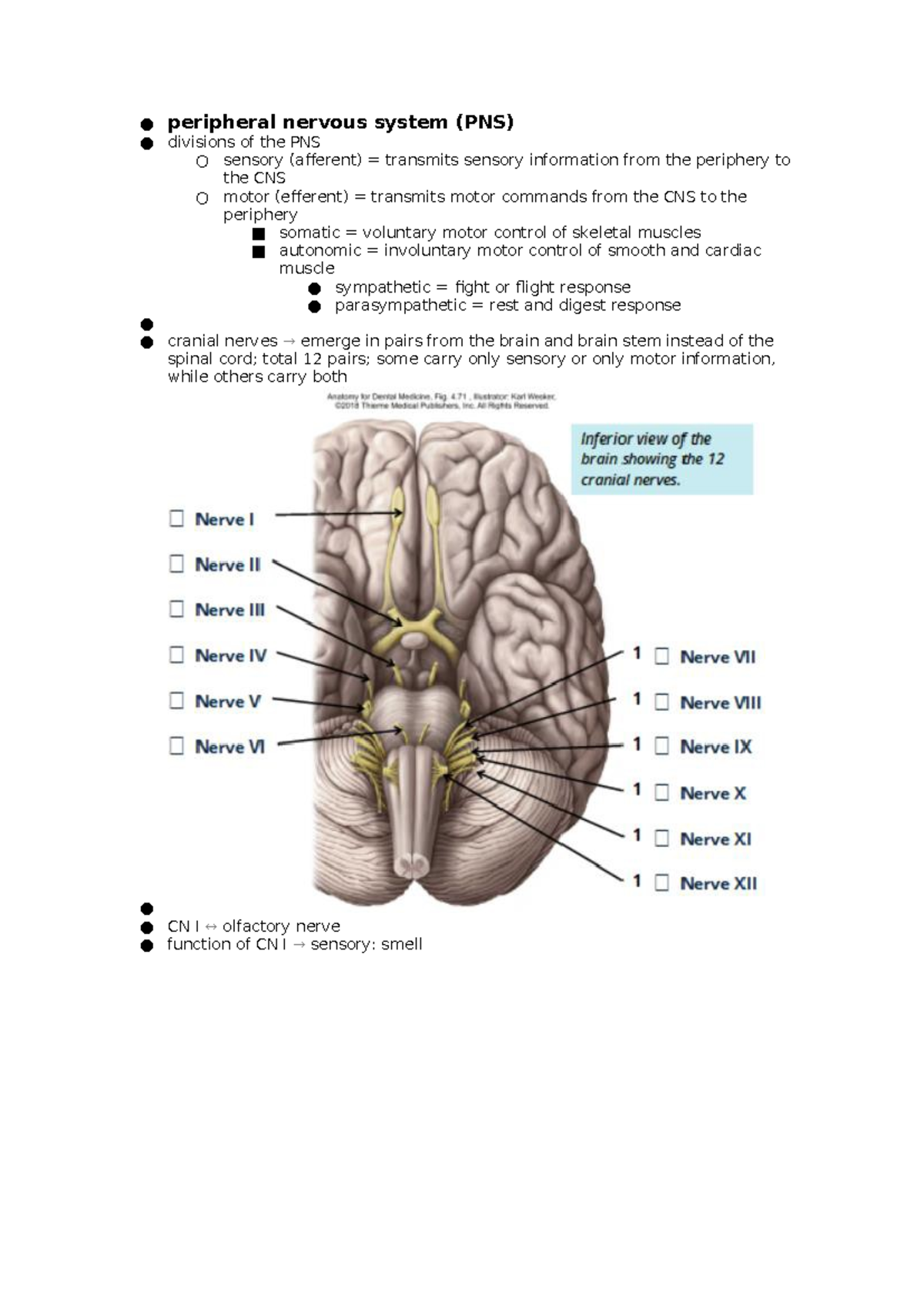 M6. Peripheral Nervous System Overview and Functions - Studocu