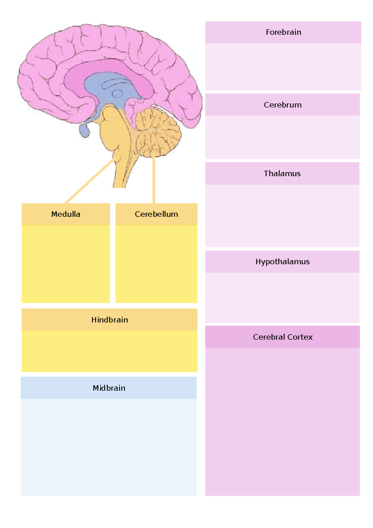 brain structure and lobes - Forebrain Hindbrain Midbrain Medulla ...