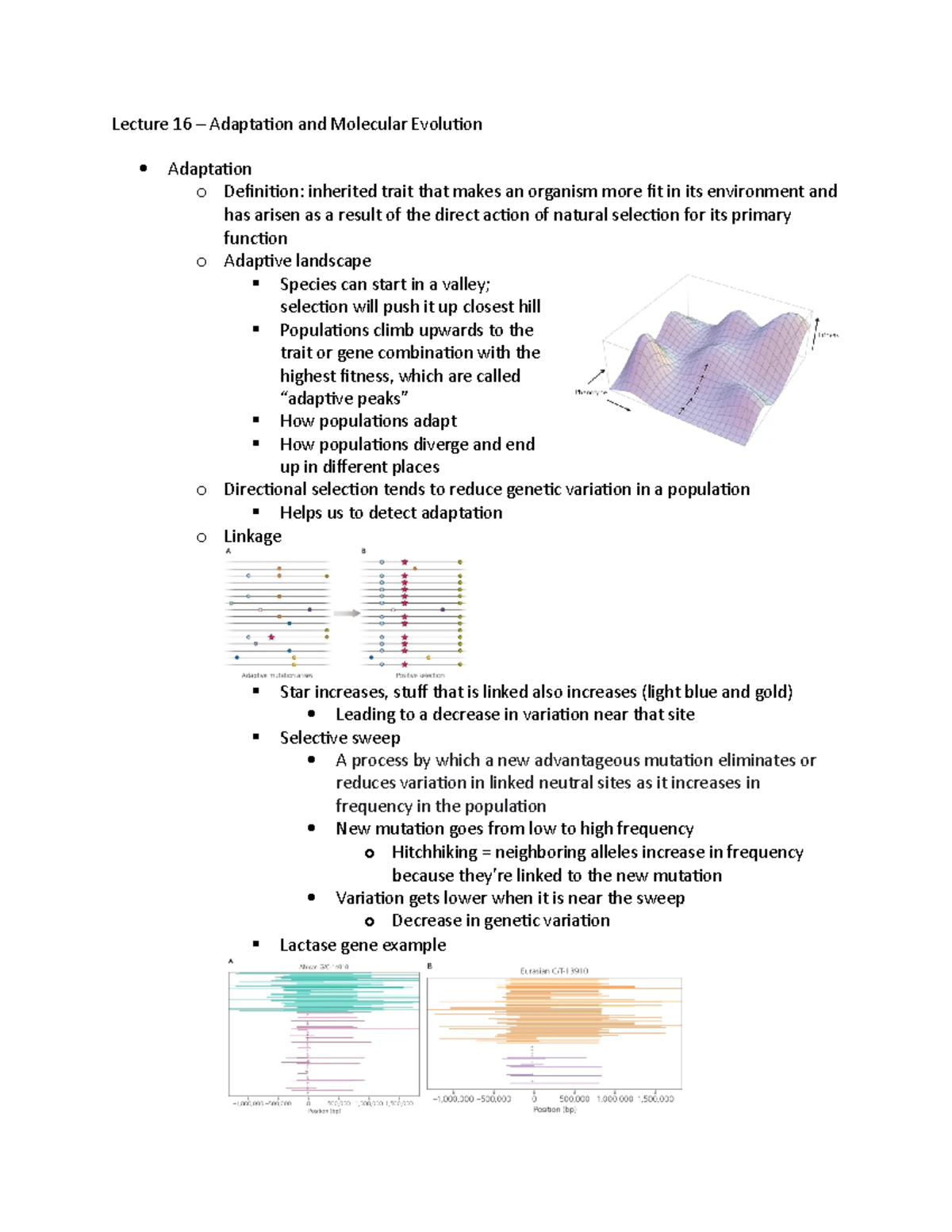 Lecture 16- Adaptation - Lecture 16 – Adaptation and Molecular ...
