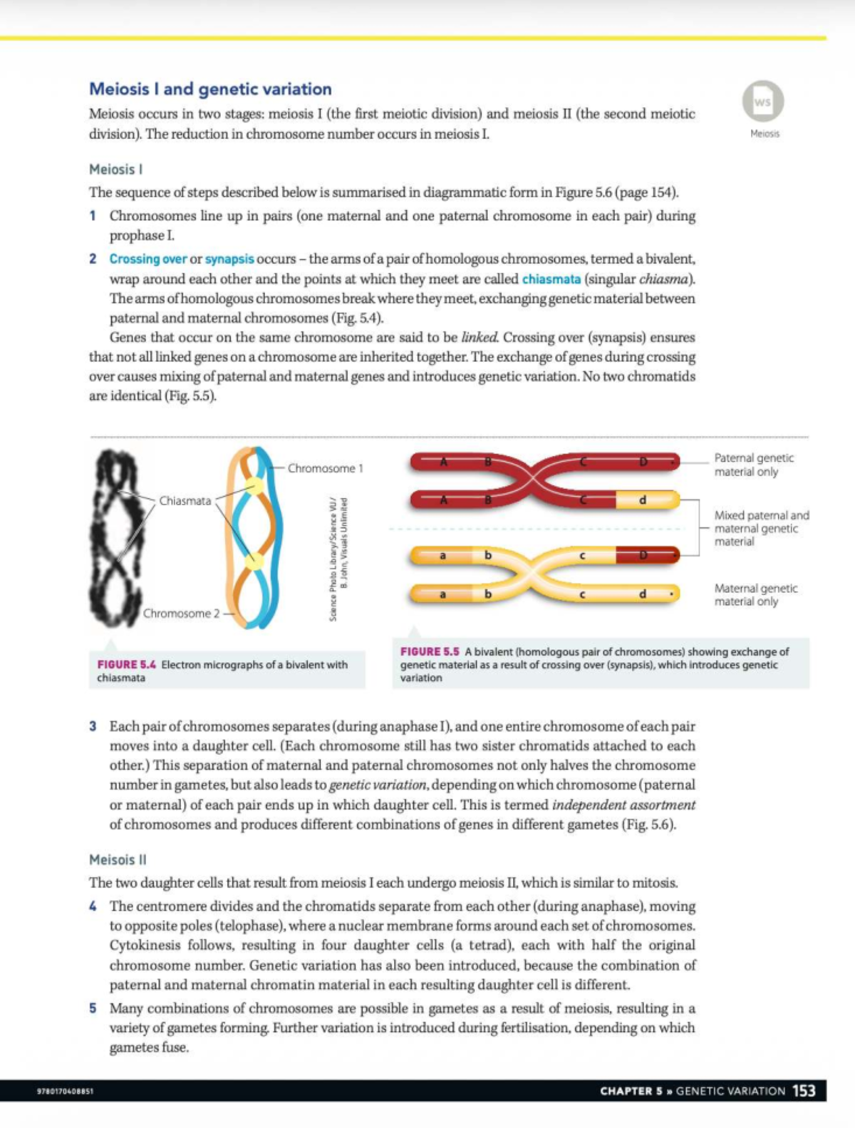 Genetic Variation in Meiosis I: Understanding Chromosome Dynamics - Studocu