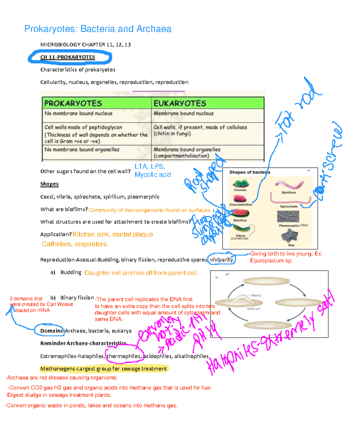 Microbiology Overview: Prokaryotes, Eukaryotes & Viruses (Ch 11-13 ...