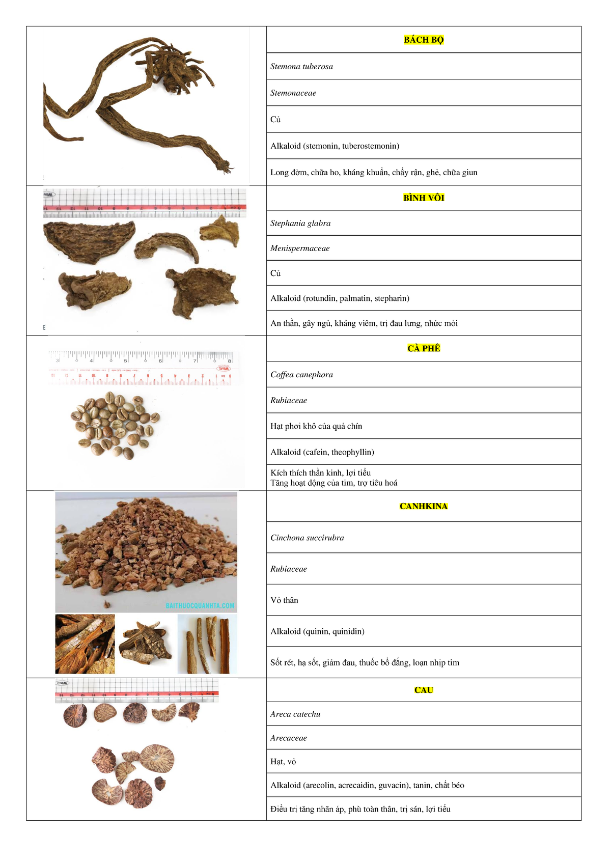 NTDL-1-30 - aaaaaa - BÁCH BỘ Stemona tuberosa Stemonaceae Củ Alkaloid ...